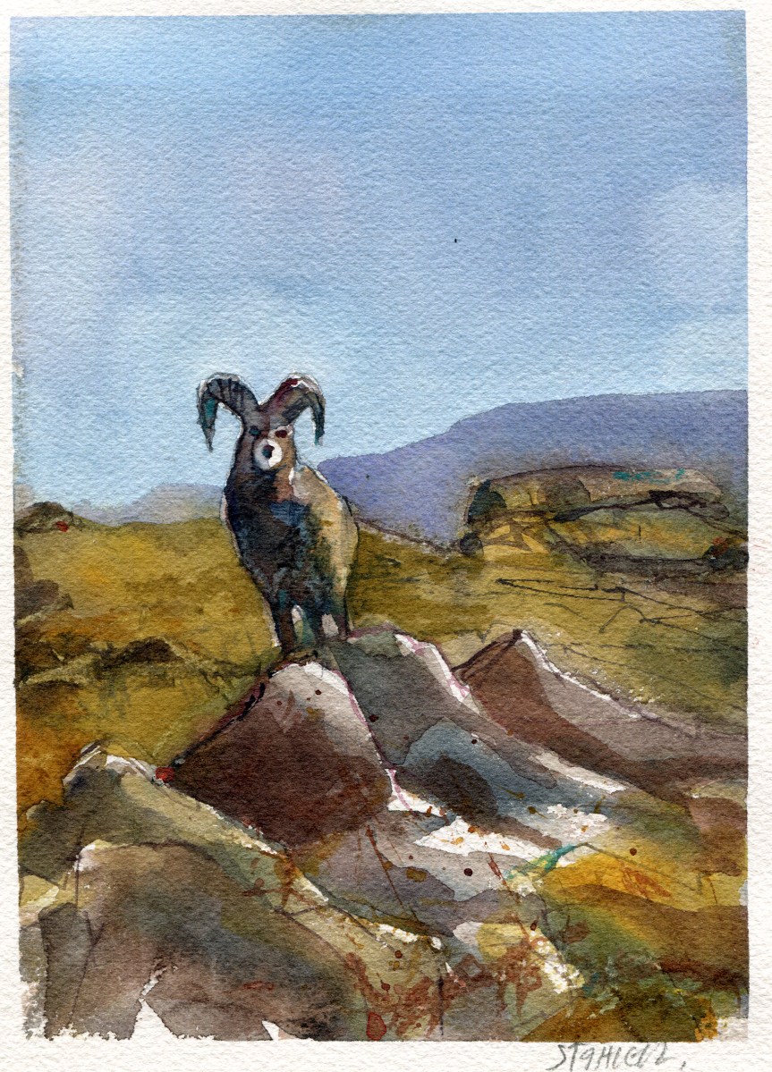 Big Horn Sheep – Jeff Stahler